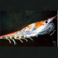 The Thrill of Krill Oil | PHARMACISTBEN
