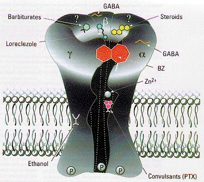 Gaga For GABA: Love Nutrient For the Endocrine System | PHARMACISTBEN